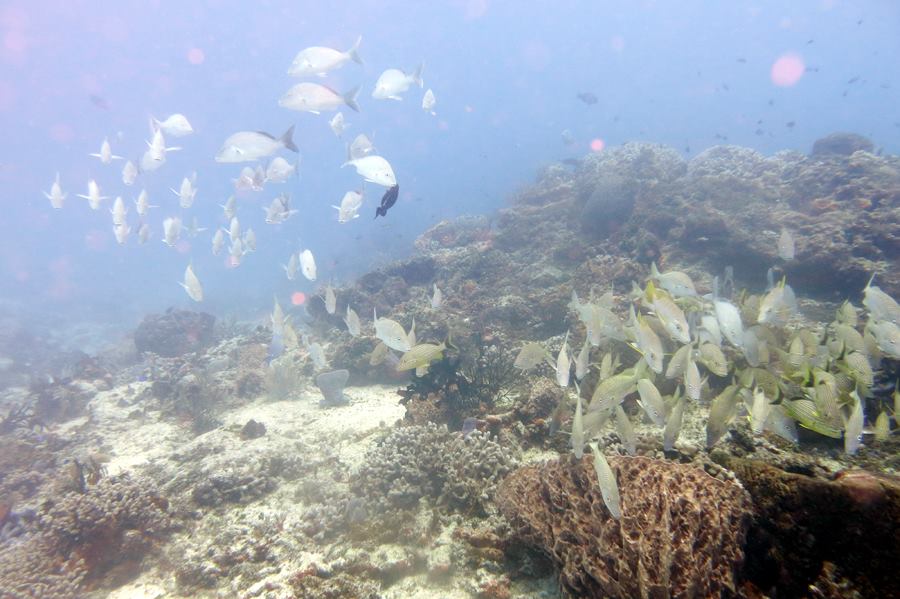 OWU ’17 Michael Durfee: Summer ’16 Diving Internship – Sustainability ...