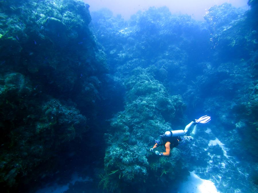 OWU ’17 Michael Durfee: Summer ’16 Diving Internship – Sustainability ...